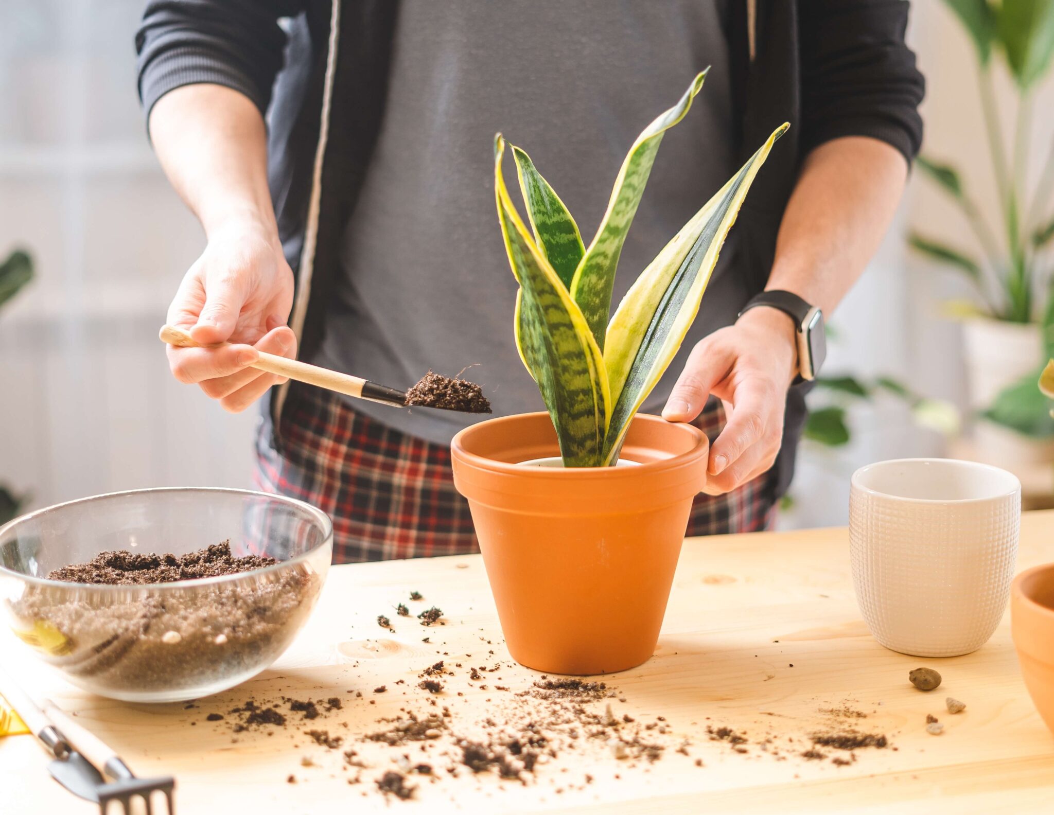 Are Snake Plants Toxic to Cats and Dogs? A Complete Pet Parent's Safety ...