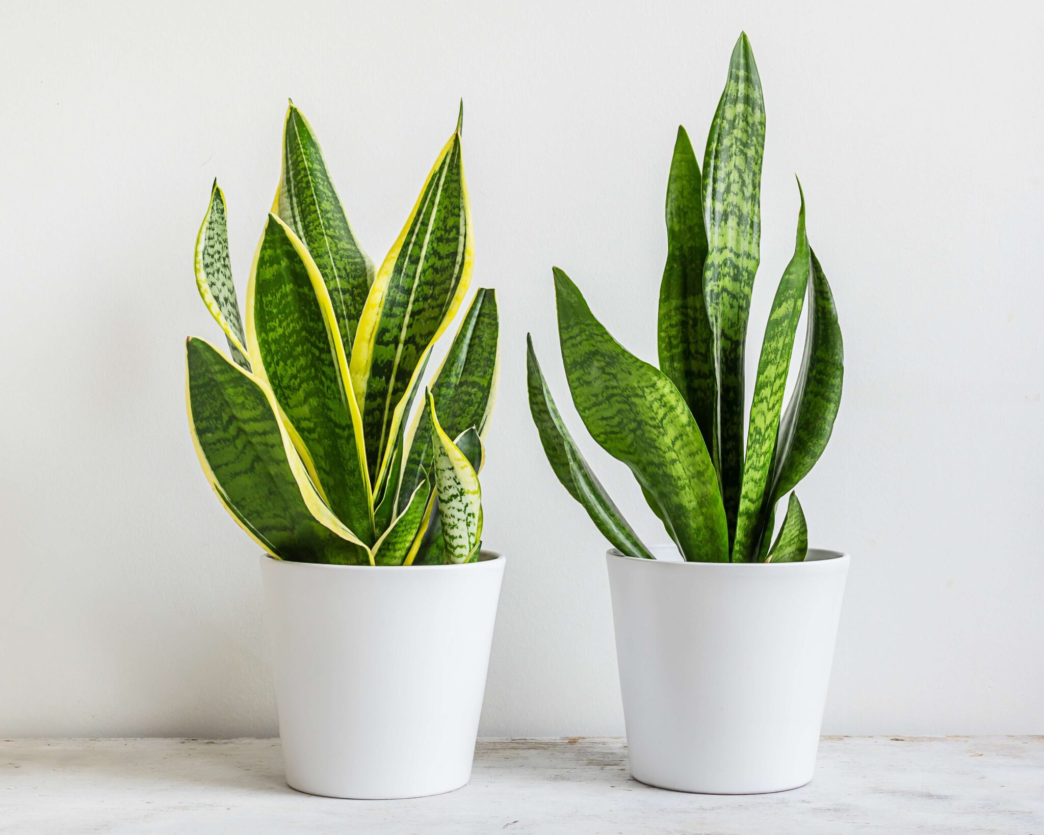 Are Snake Plants Toxic to Cats and Dogs? A Complete Pet Parent's Safety ...